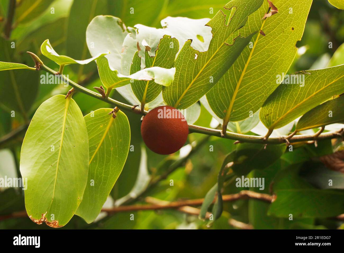 Diospyros peregrina (EBENACEAE) common names are Gaub persimon, Indian ...