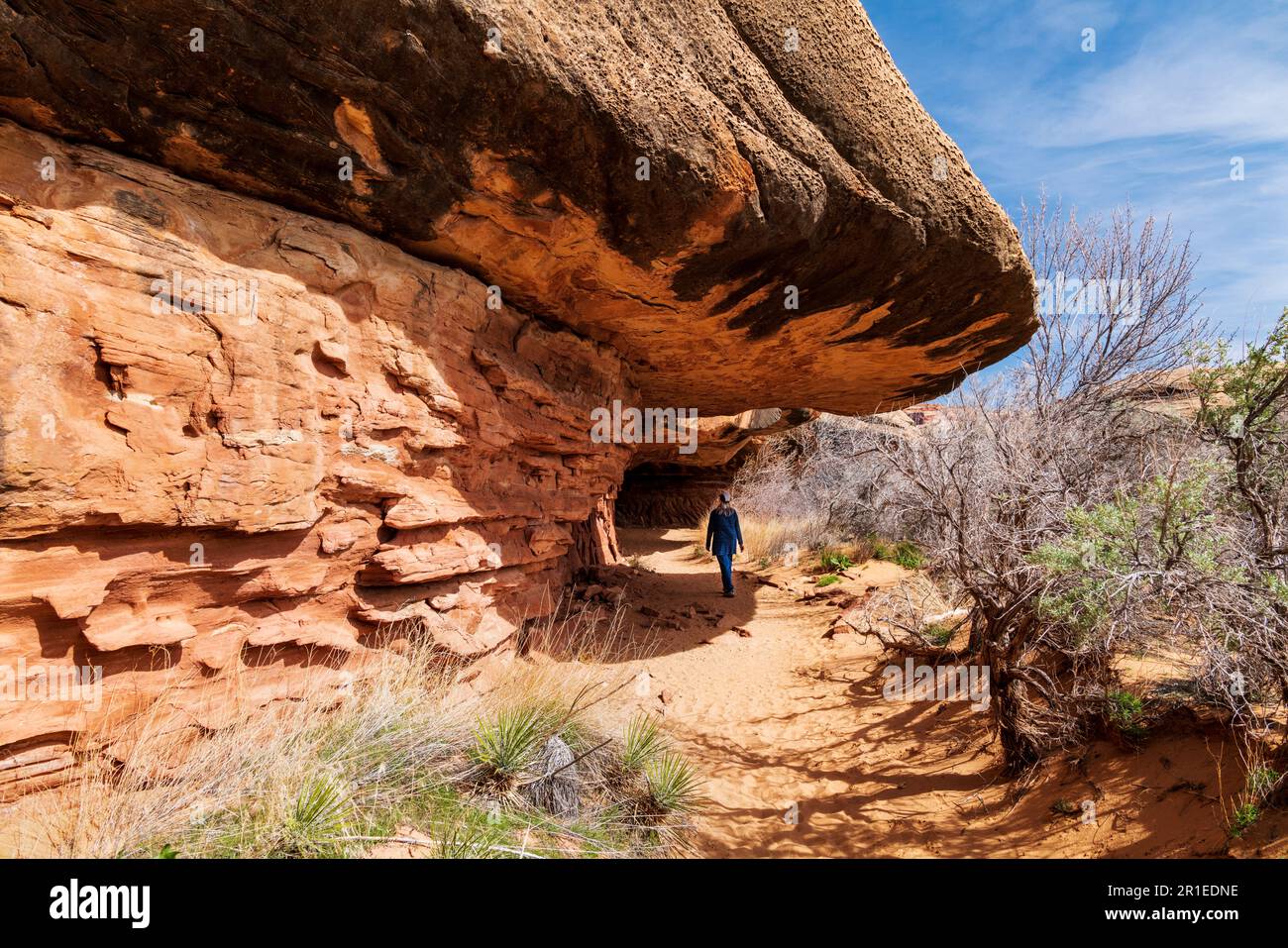 Senior female tourist explores Cave Spring Trail; 1,000 year old ...