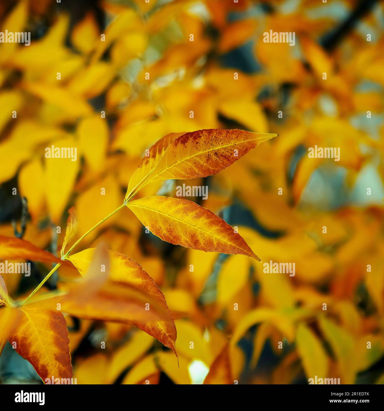 Vibrant leaves display shades hi-res stock photography and images - Alamy
