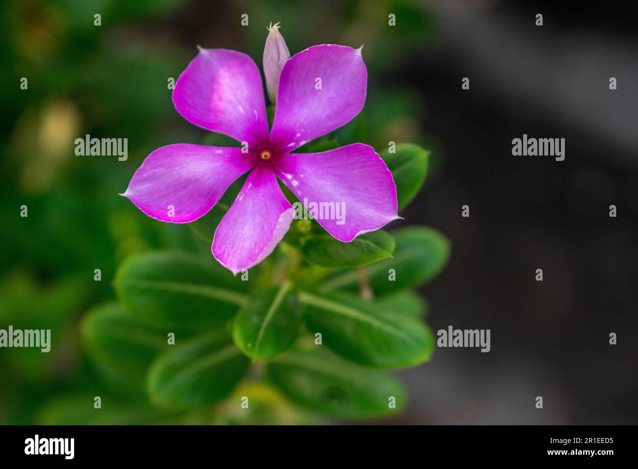 Pink Madagascar periwinkle flower with green leaves as decoration of ...