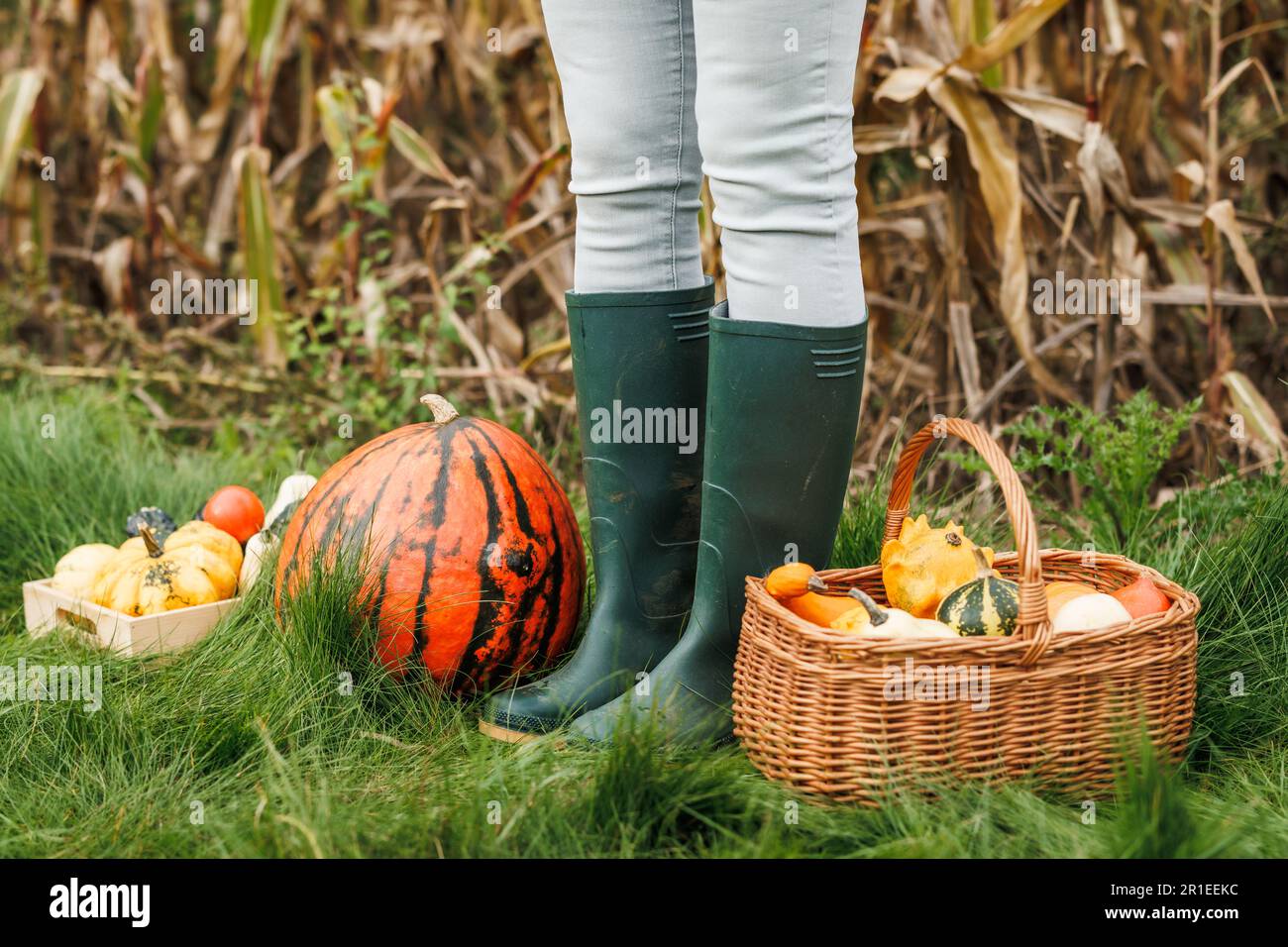 Farmer with rubber boots standing at corn field with harvested pumpkins ...