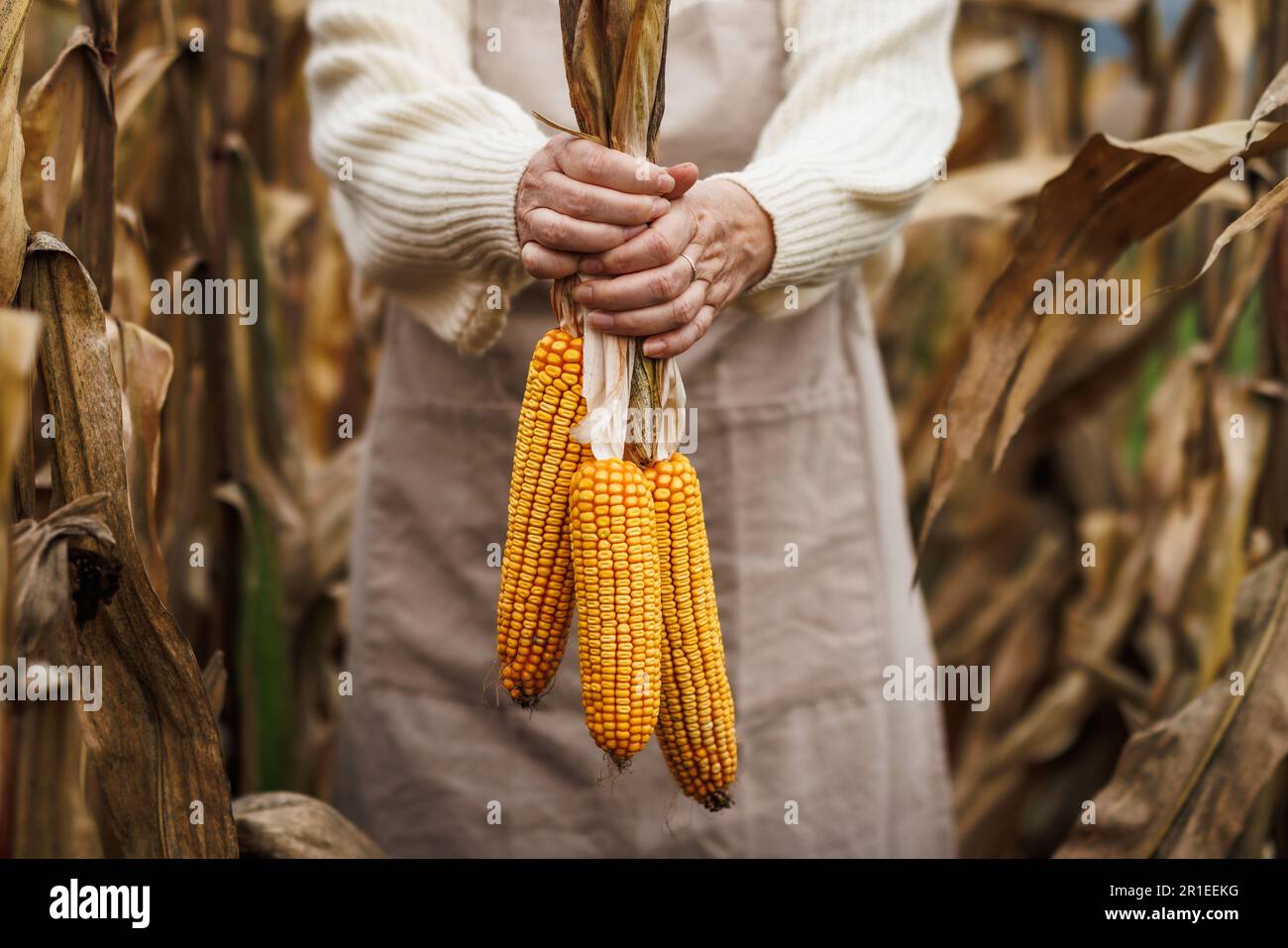 Woman with apron holding corn cob. Farmer control maize field before ...