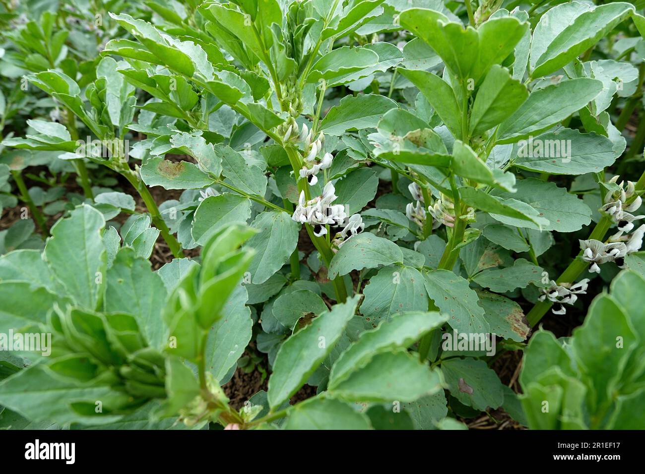 Broad bean plants in a field near Bugbrooke, Northamptonshire Stock ...