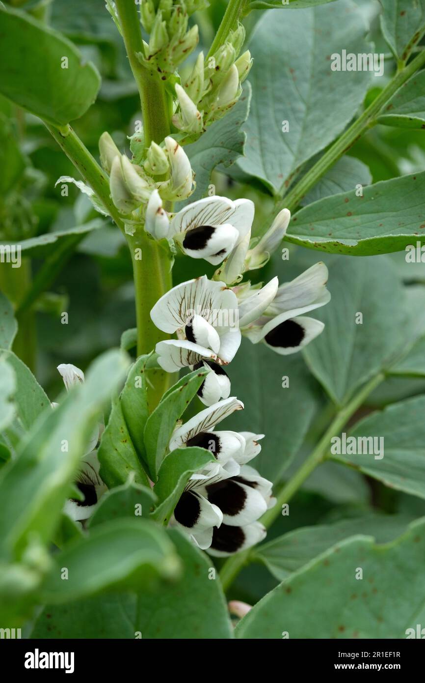 Broad bean plant hi-res stock photography and images - Alamy