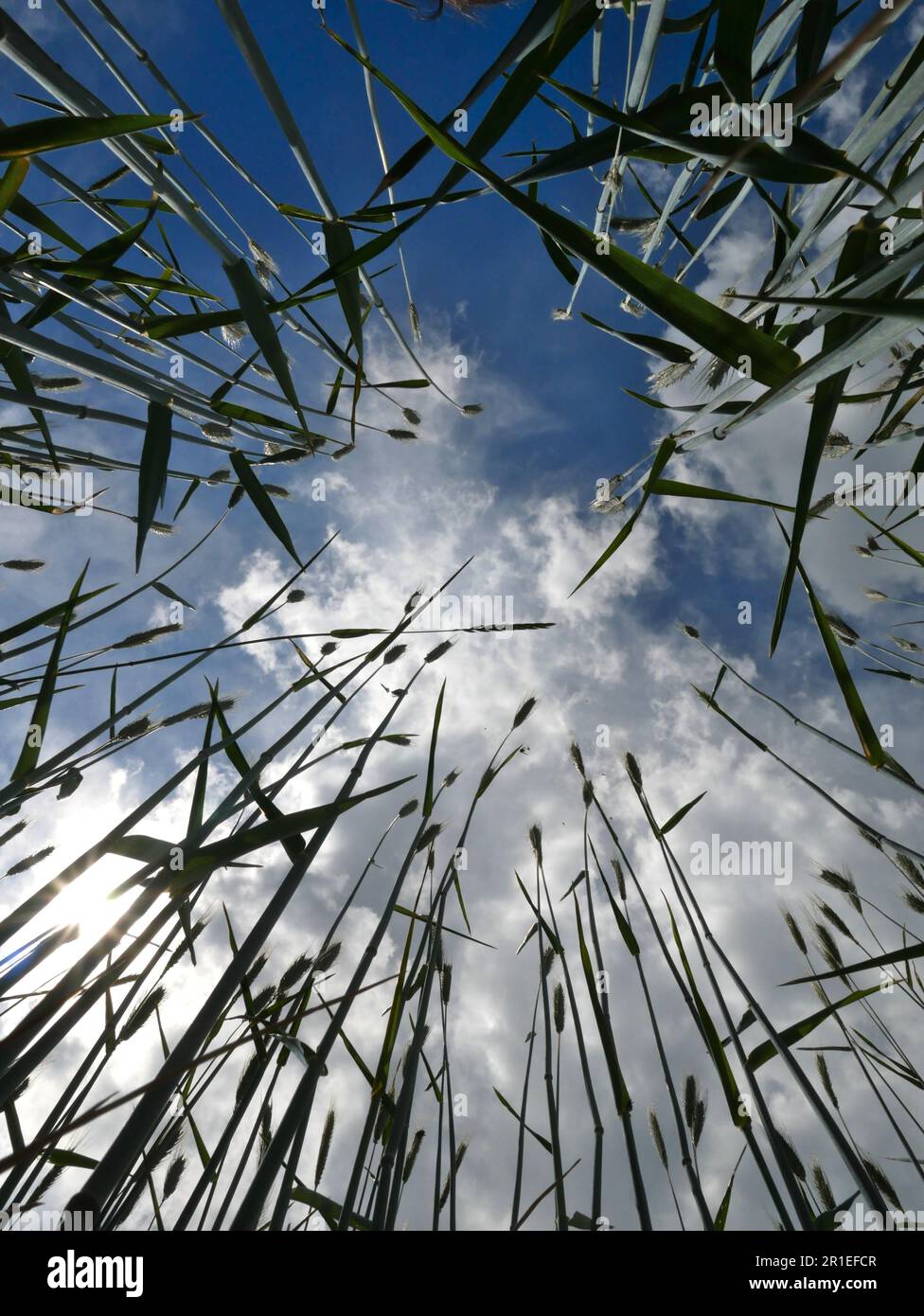 Vertical upward view hi-res stock photography and images - Alamy