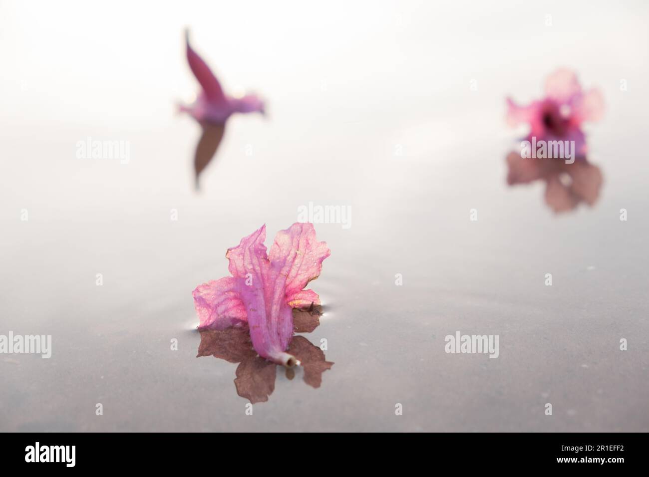 Pink flowers submerged in a dark-lit body of water, illuminated by the ...