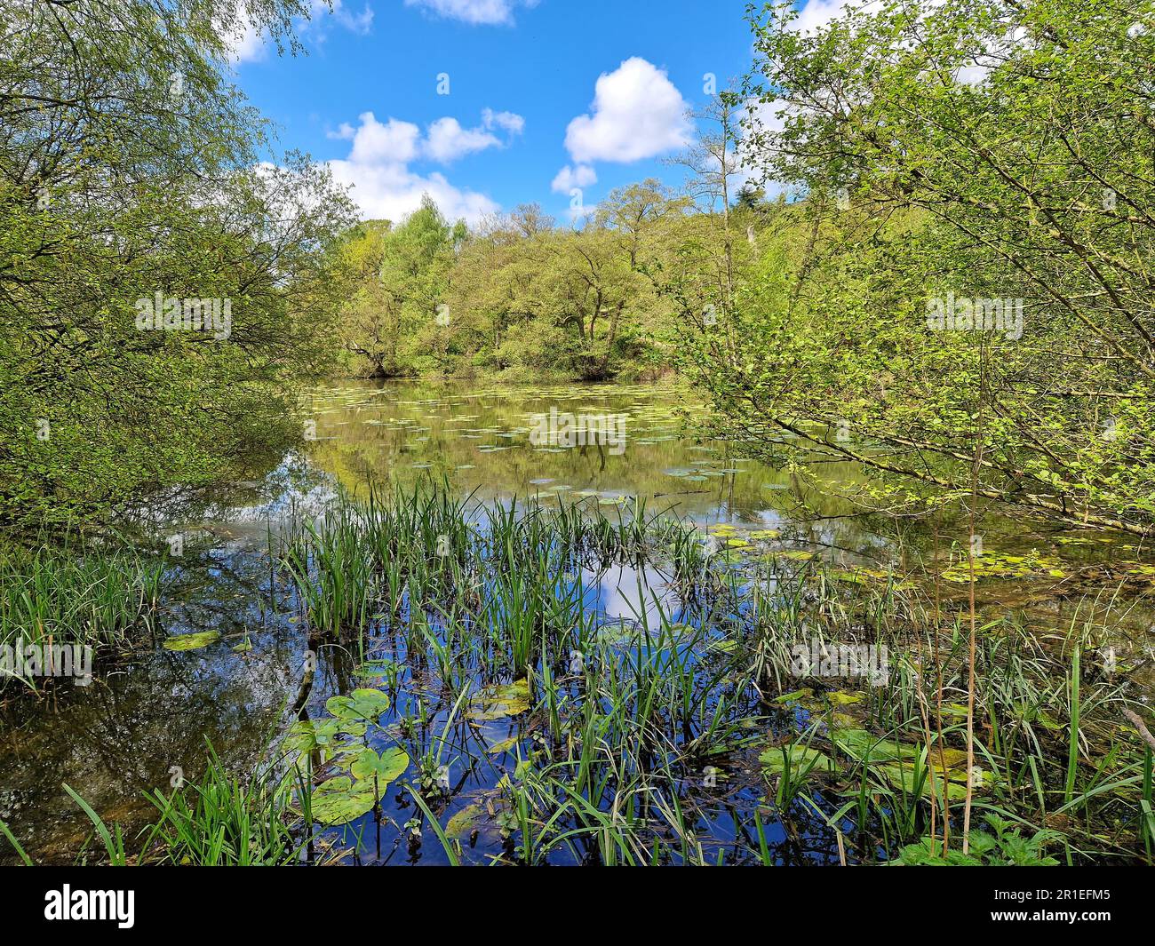 Pond and reed beds hi-res stock photography and images - Alamy