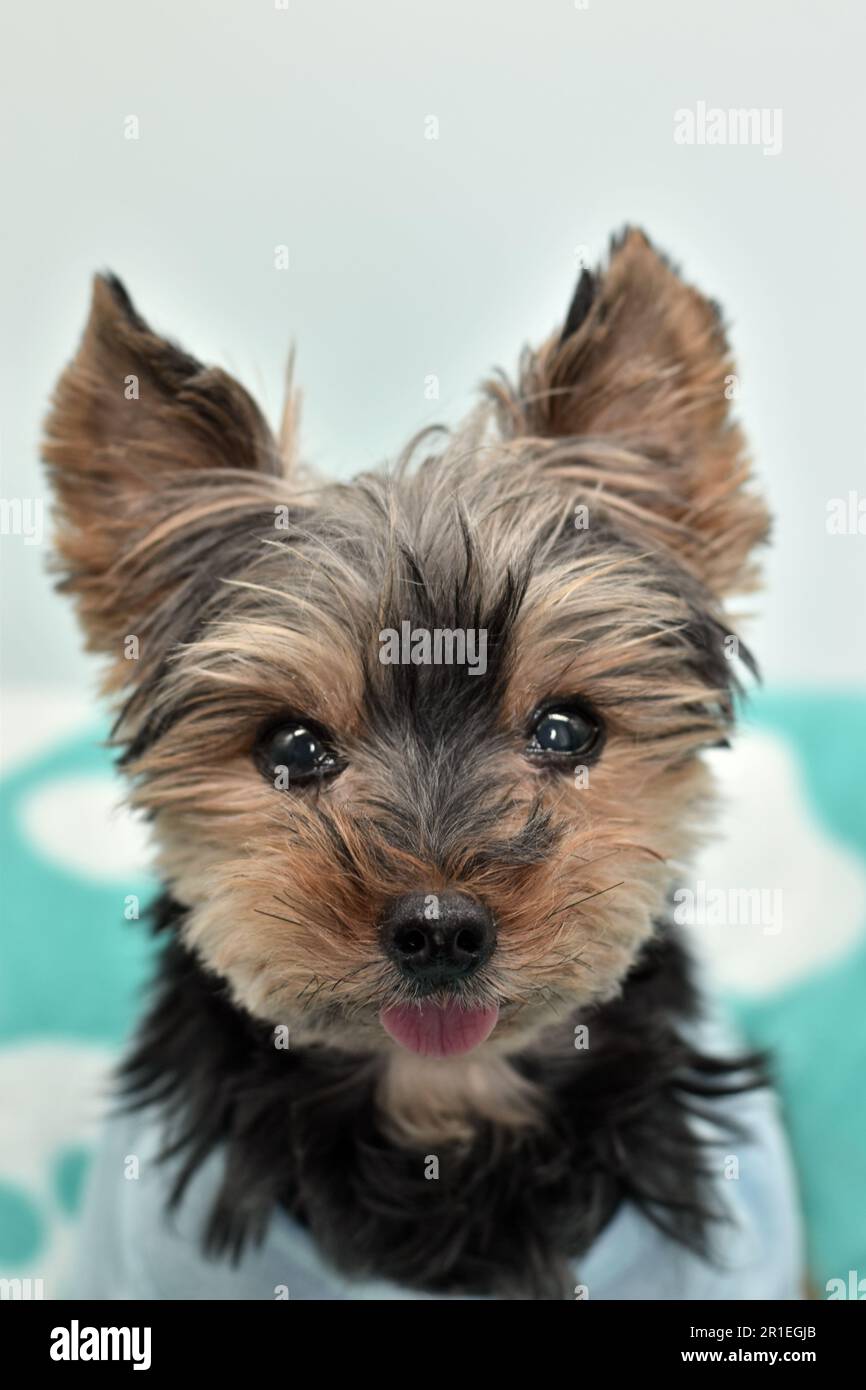 Happy yorkie hi-res stock photography and images - Alamy