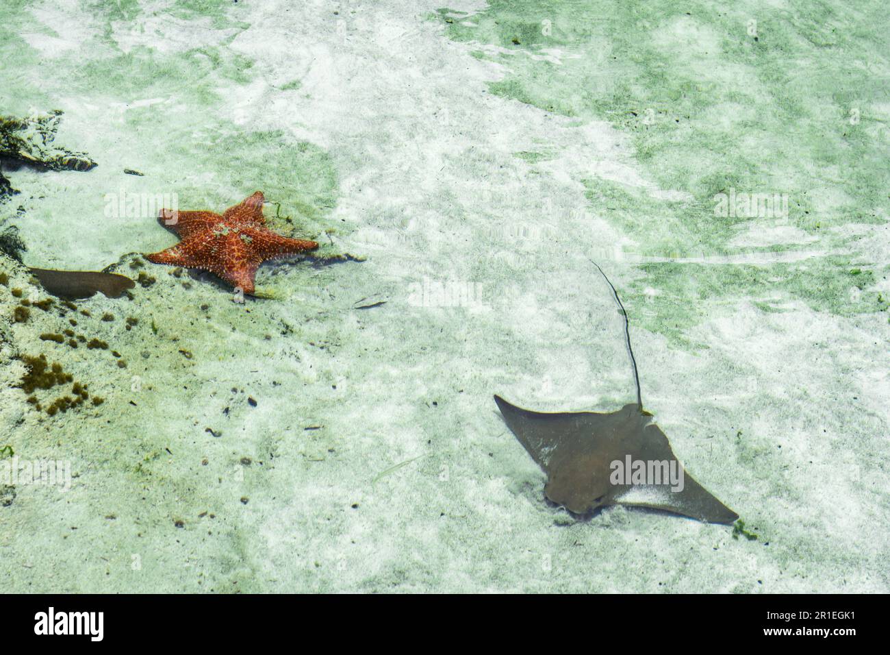 Stingray and starfish in the lagoon Stock Photo - Alamy