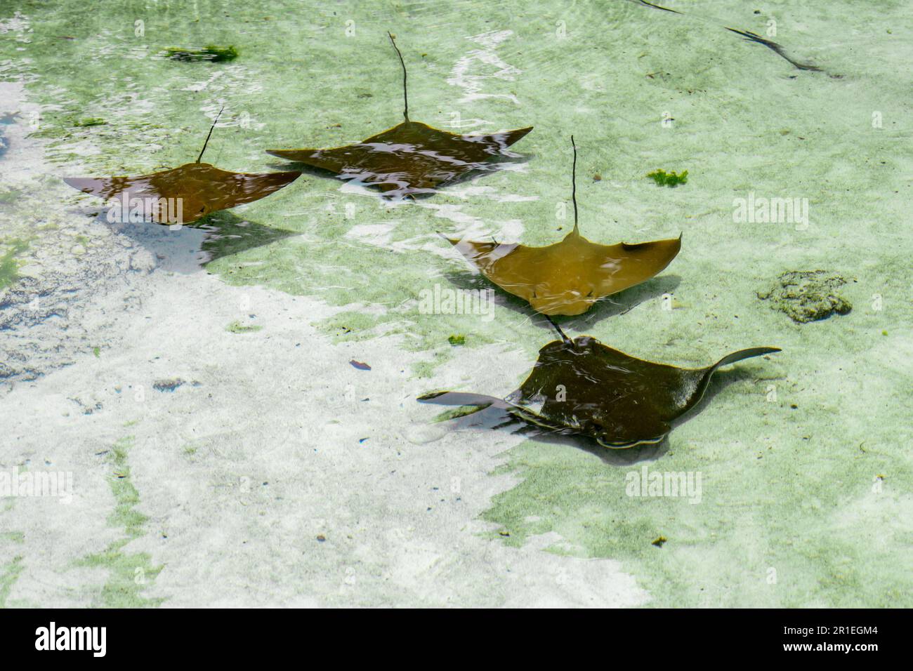 Stingrays swimming in the lagoon Stock Photo - Alamy