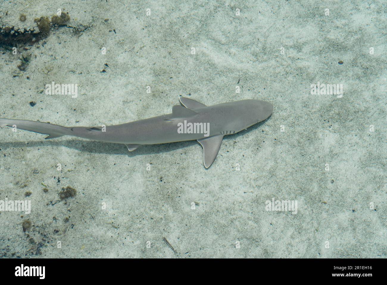 Young shark swimming in the aquarium pool Stock Photo - Alamy