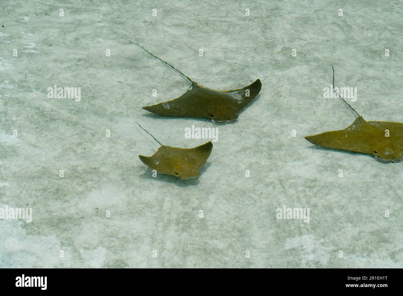 Baby stingray hi-res stock photography and images - Alamy