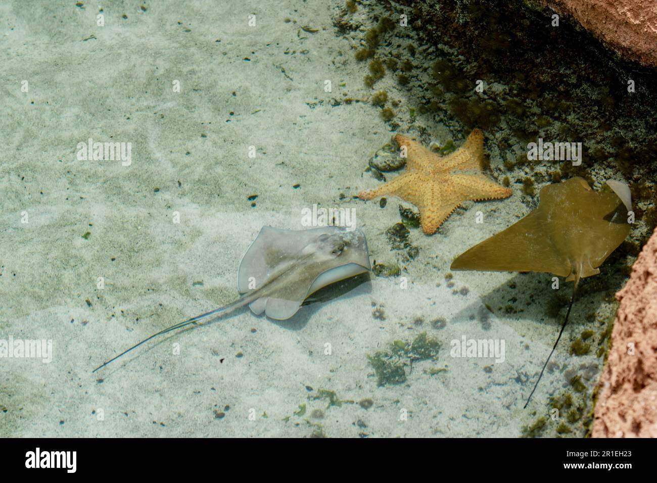 Baby stingray hi-res stock photography and images - Alamy