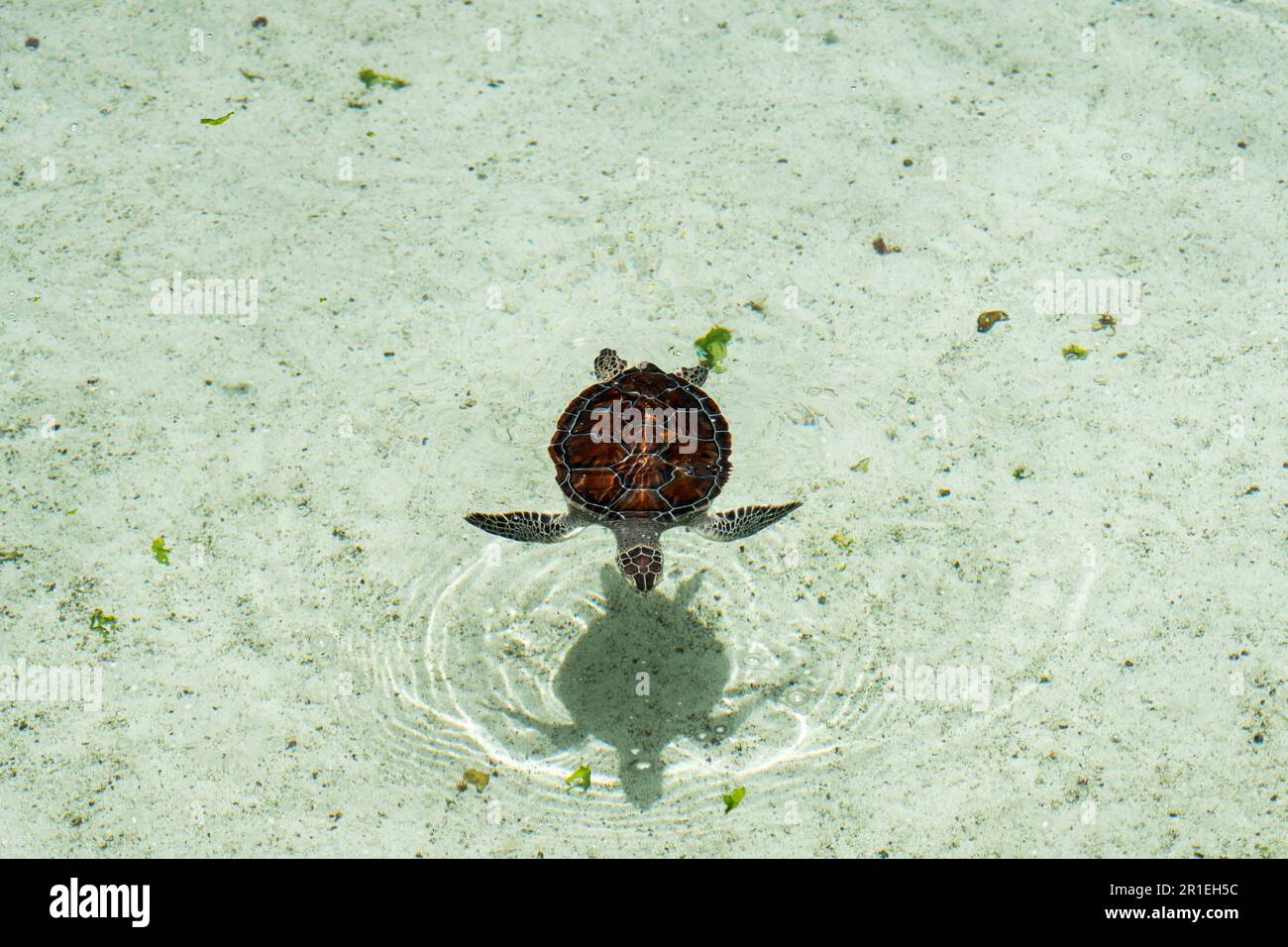 Turtle swimming in the aquarium pool Stock Photo - Alamy
