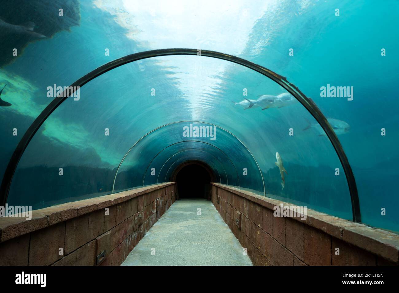 The glass tunnel underwater at the aquarium Stock Photo - Alamy