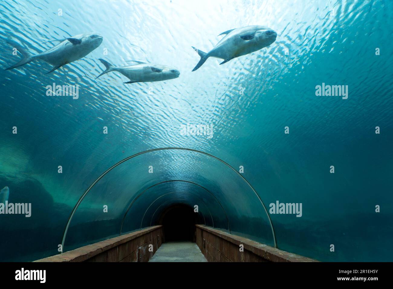 The glass tunnel underwater at the aquarium Stock Photo - Alamy
