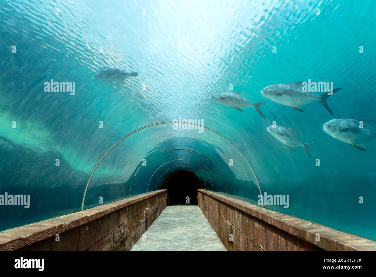 The glass tunnel underwater at the aquarium Stock Photo - Alamy