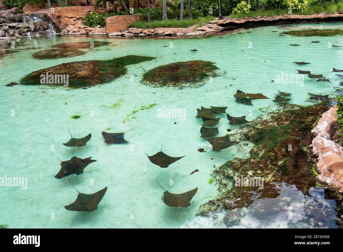 Swim with stingrays bahamas hi-res stock photography and images - Alamy