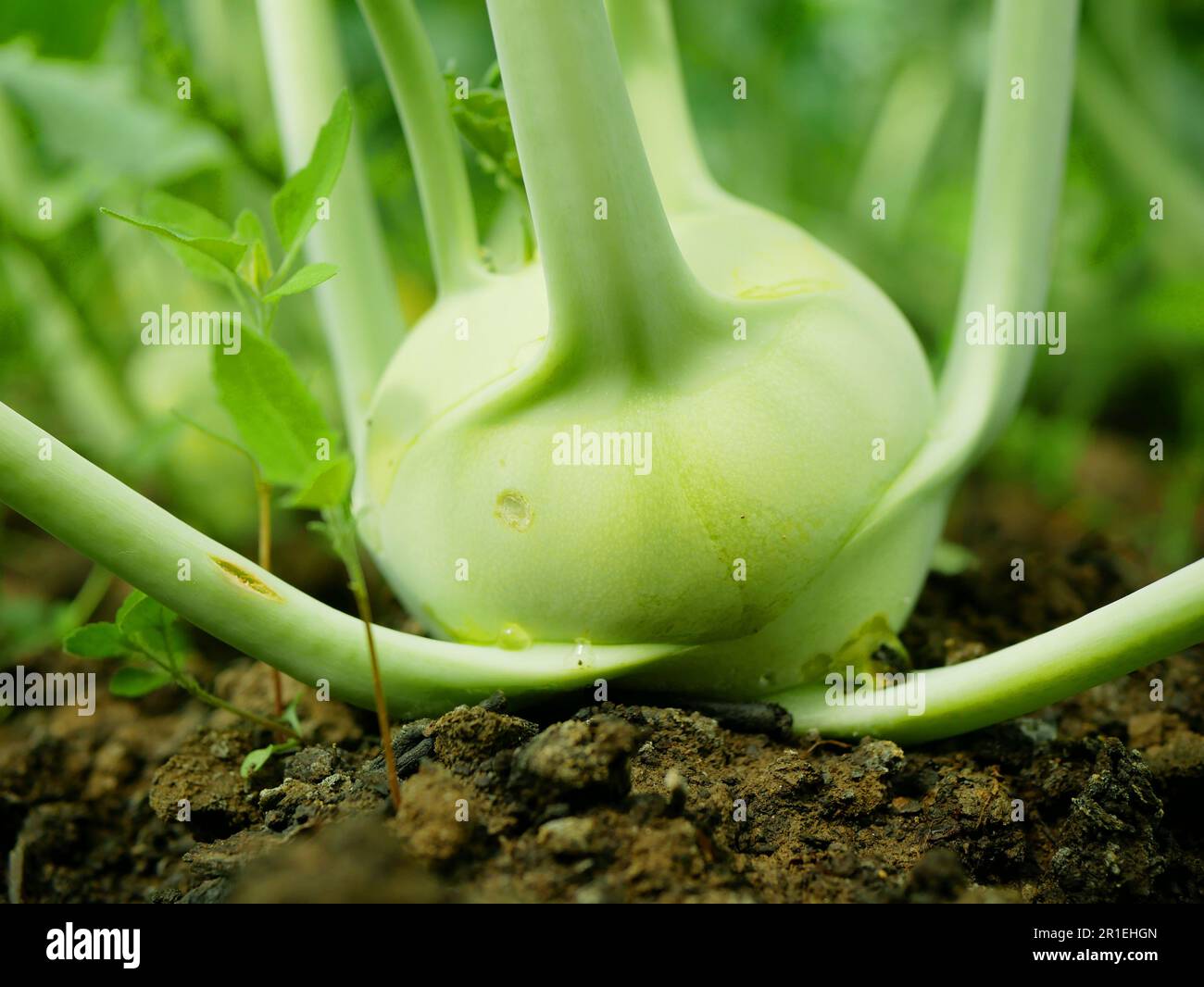 Kohlrabi harvest planting tuber bio detail greenhouse foil field land ...
