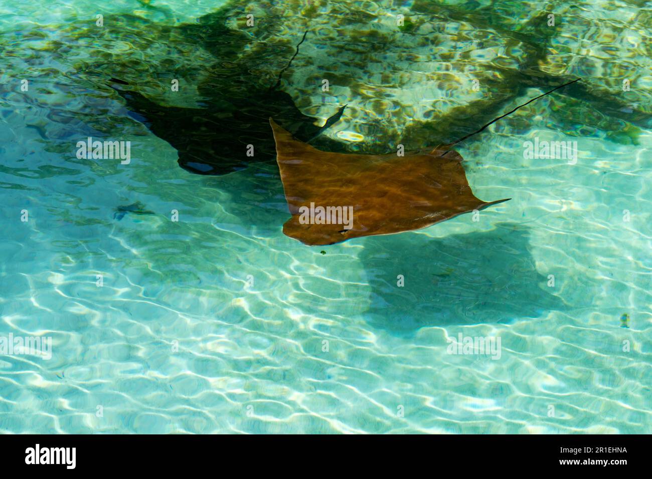 Swimming underwater baby pool young hi-res stock photography and images ...