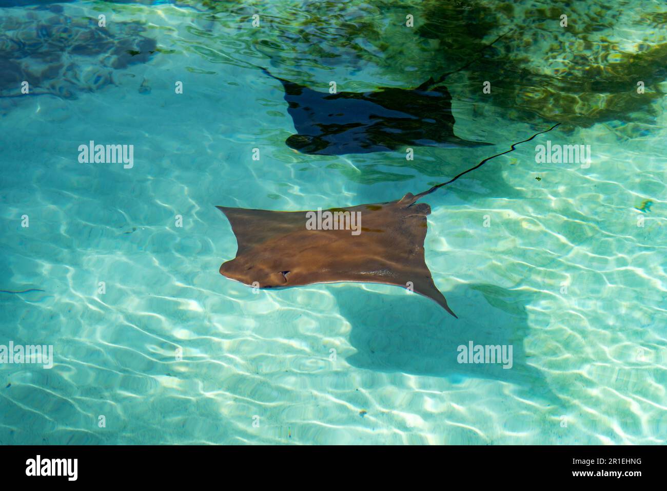 Swimming underwater baby pool young hi-res stock photography and images ...