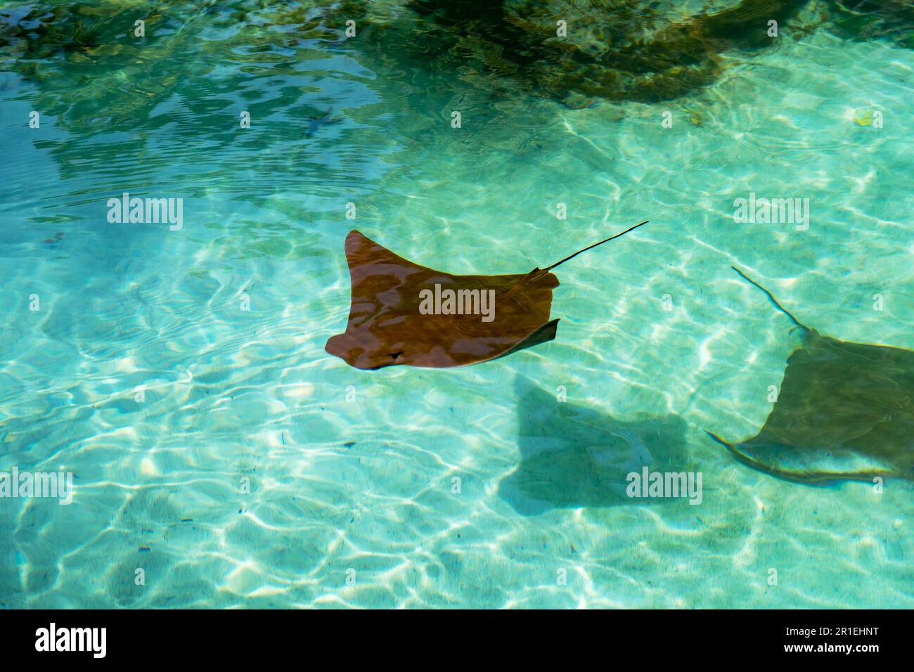 Underwater baby stingrays hi-res stock photography and images - Alamy