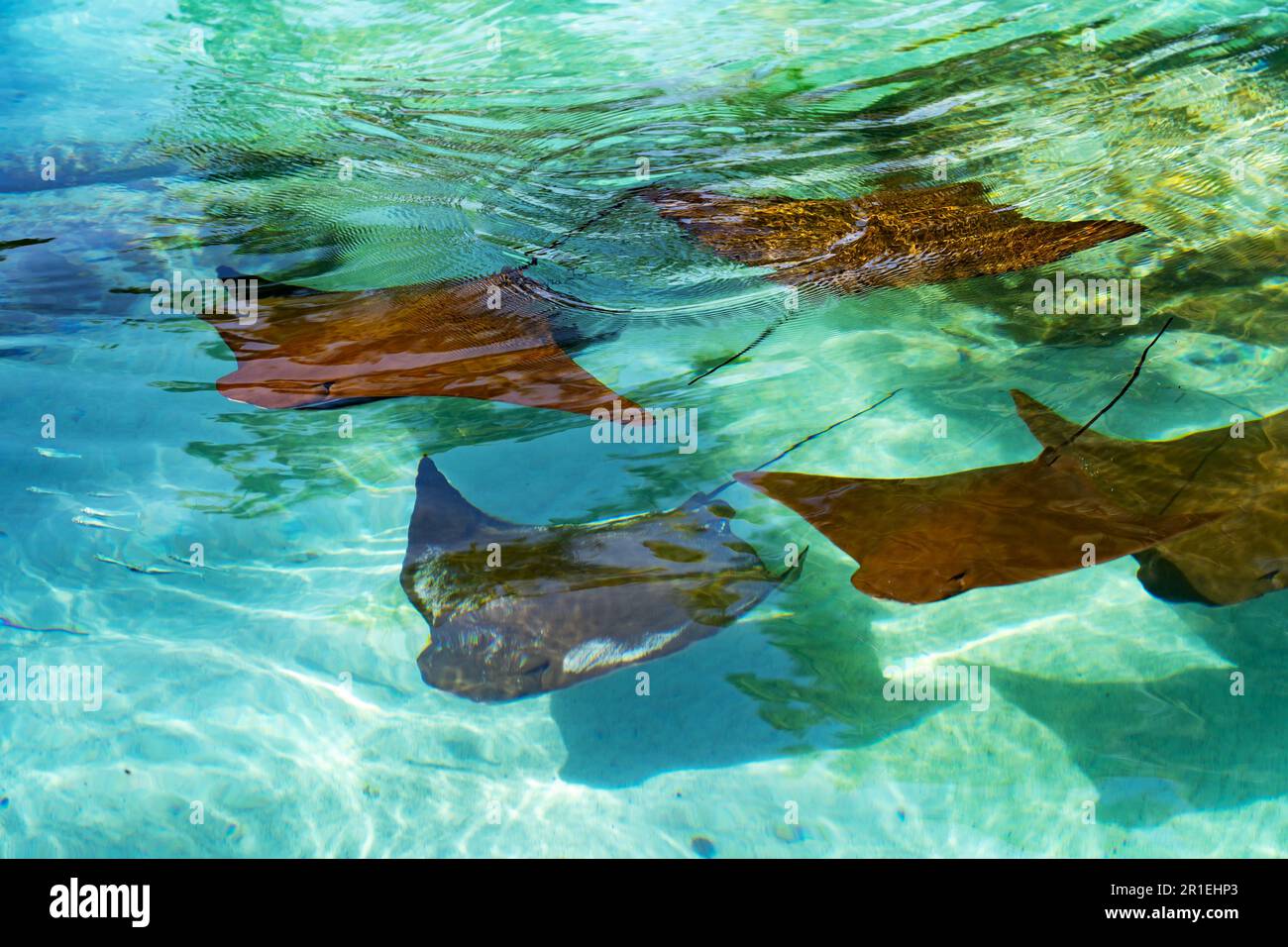 Stingrays swimming in the lagoon Stock Photo - Alamy