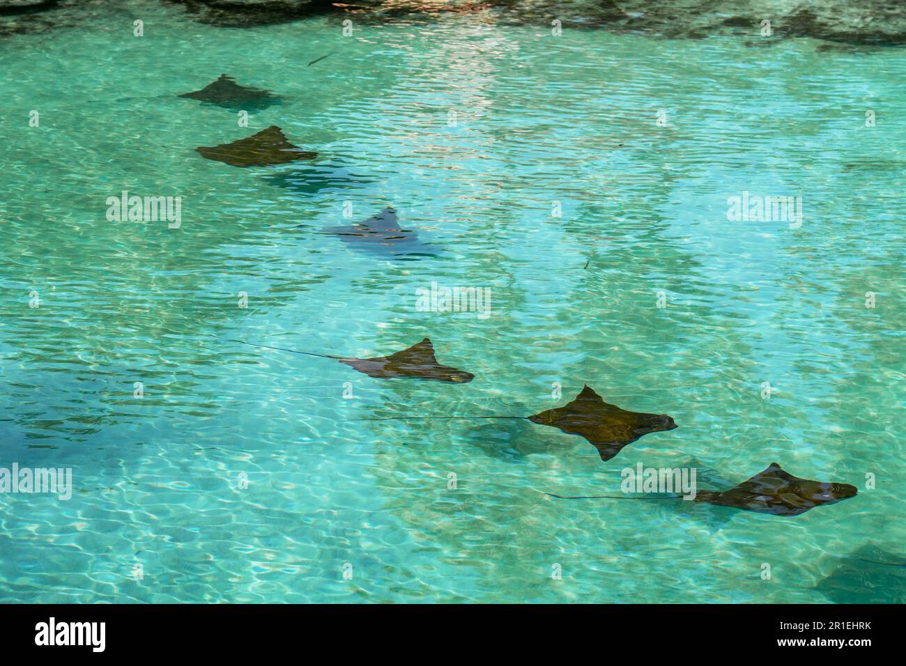 Swimming underwater baby pool young hi-res stock photography and images ...