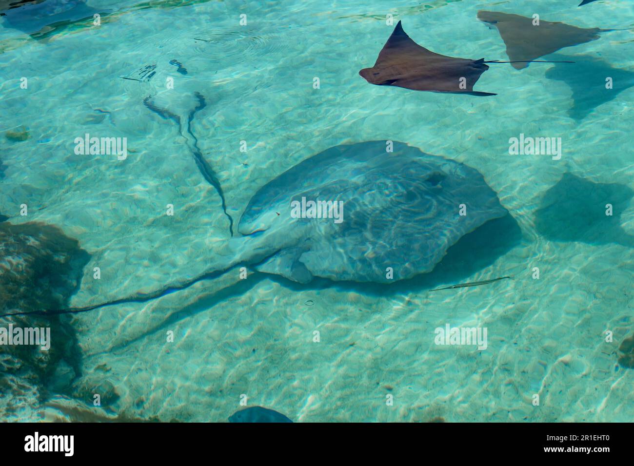 Underwater baby stingrays hi-res stock photography and images - Alamy
