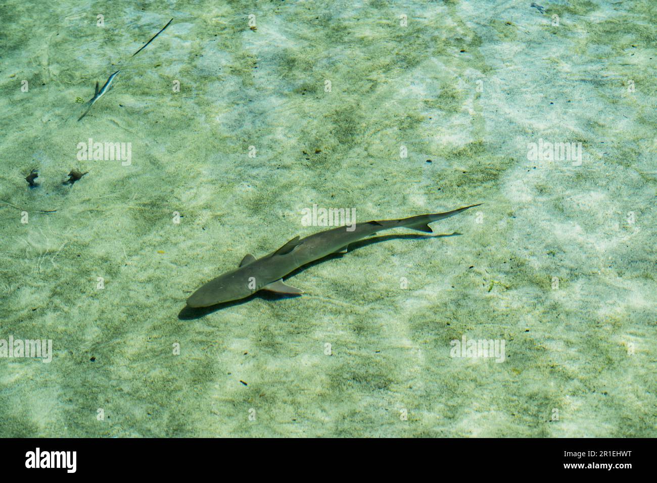 Young shark and stingray in the shallow water Stock Photo - Alamy