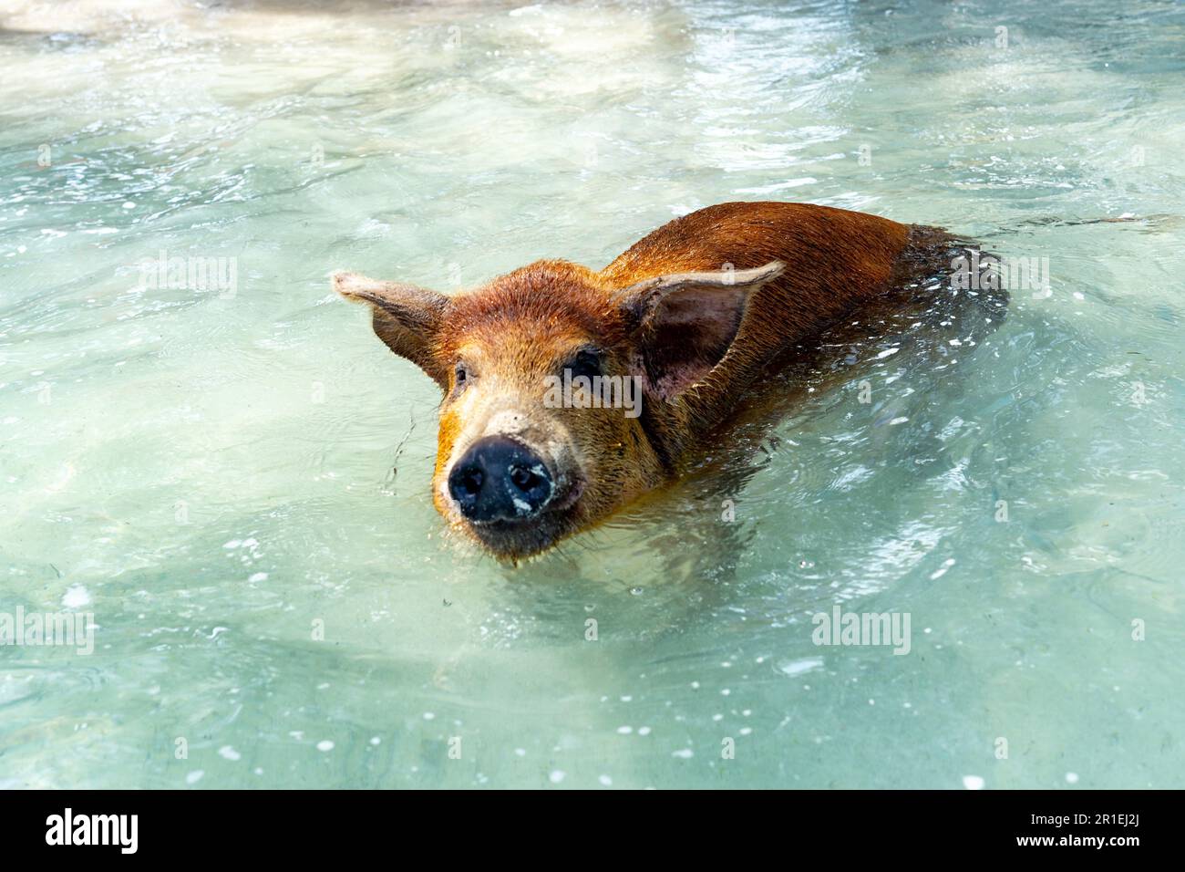 Swimming pig in the Bahamas Stock Photo - Alamy
