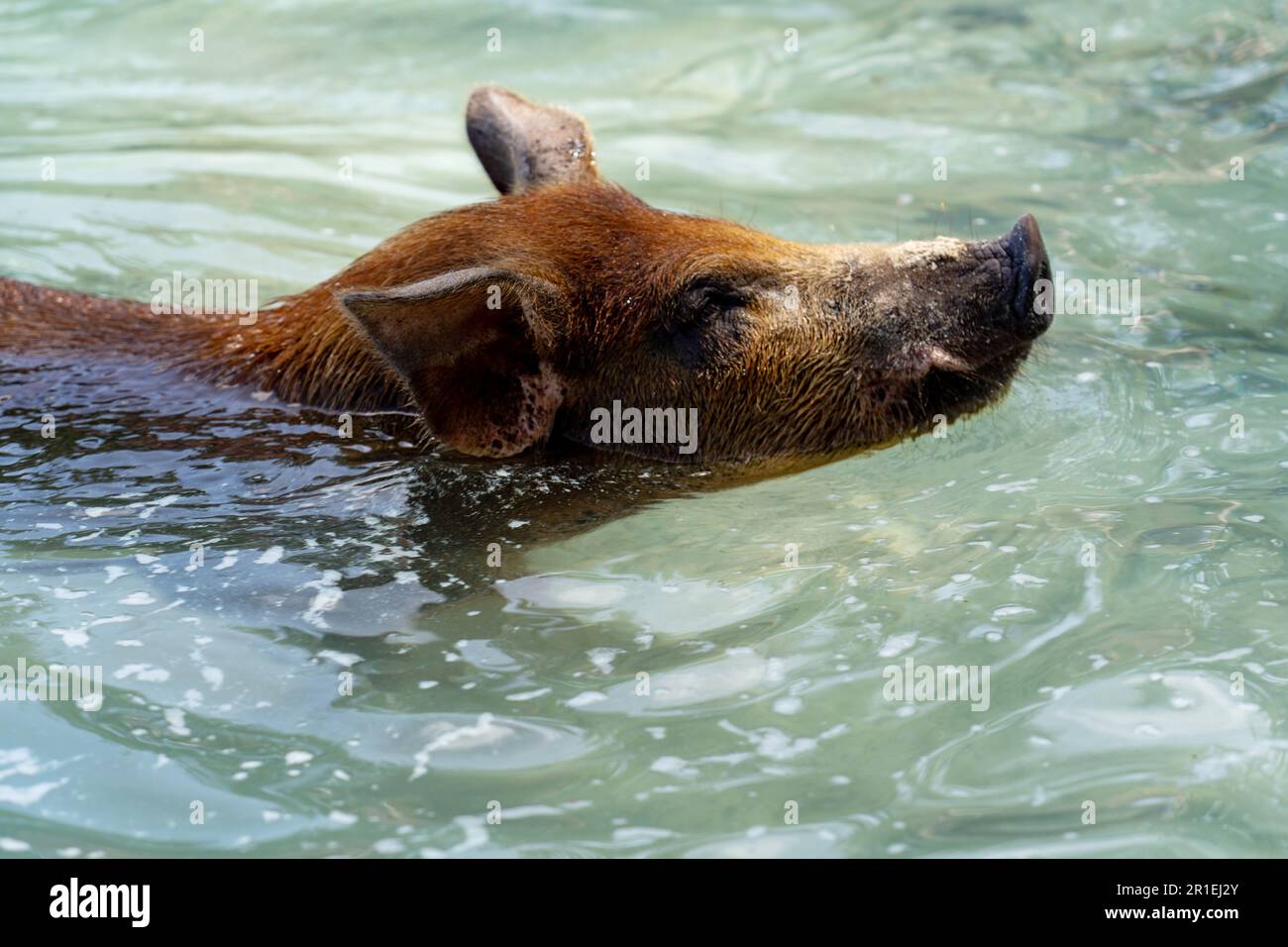 Swimming pig in the Bahamas Stock Photo - Alamy