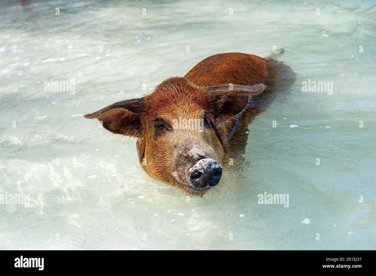 Swimming pig in the Bahamas Stock Photo - Alamy