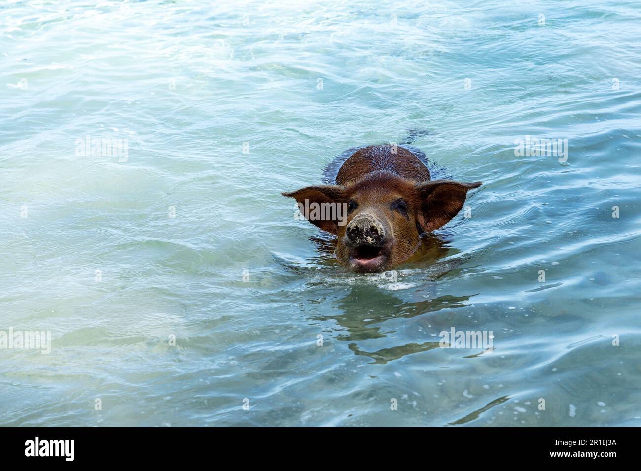 Swimming pig in the Bahamas Stock Photo - Alamy