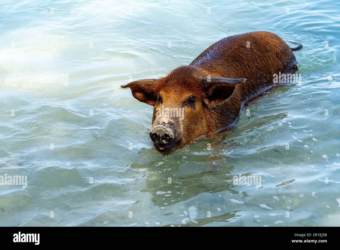 Swimming pig in the Bahamas Stock Photo - Alamy