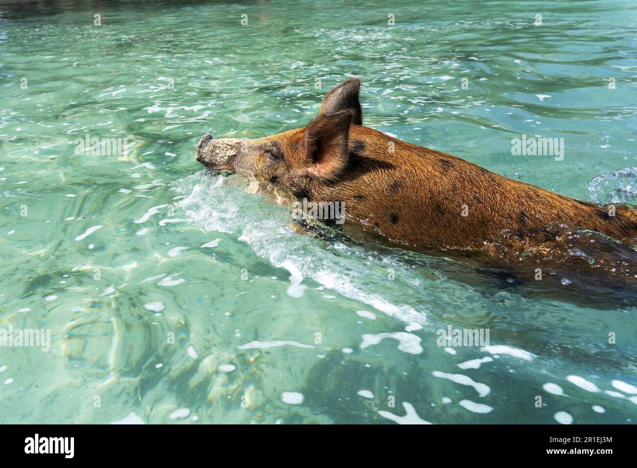 Swimming pig in the Bahamas Stock Photo - Alamy