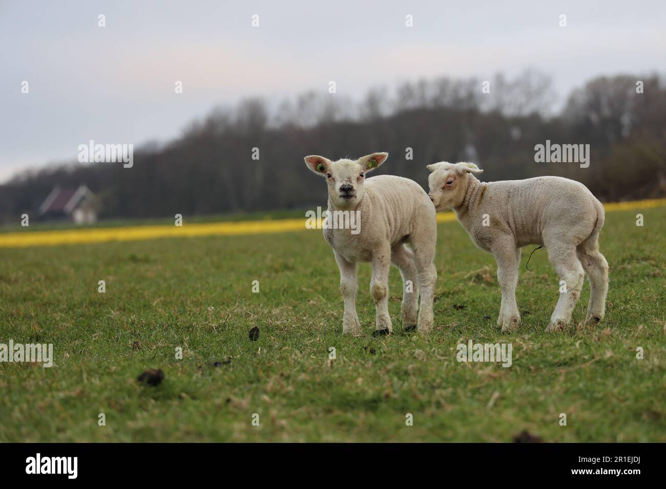 Two baby lambs in a grassy meadow, side by side, in a peaceful ...