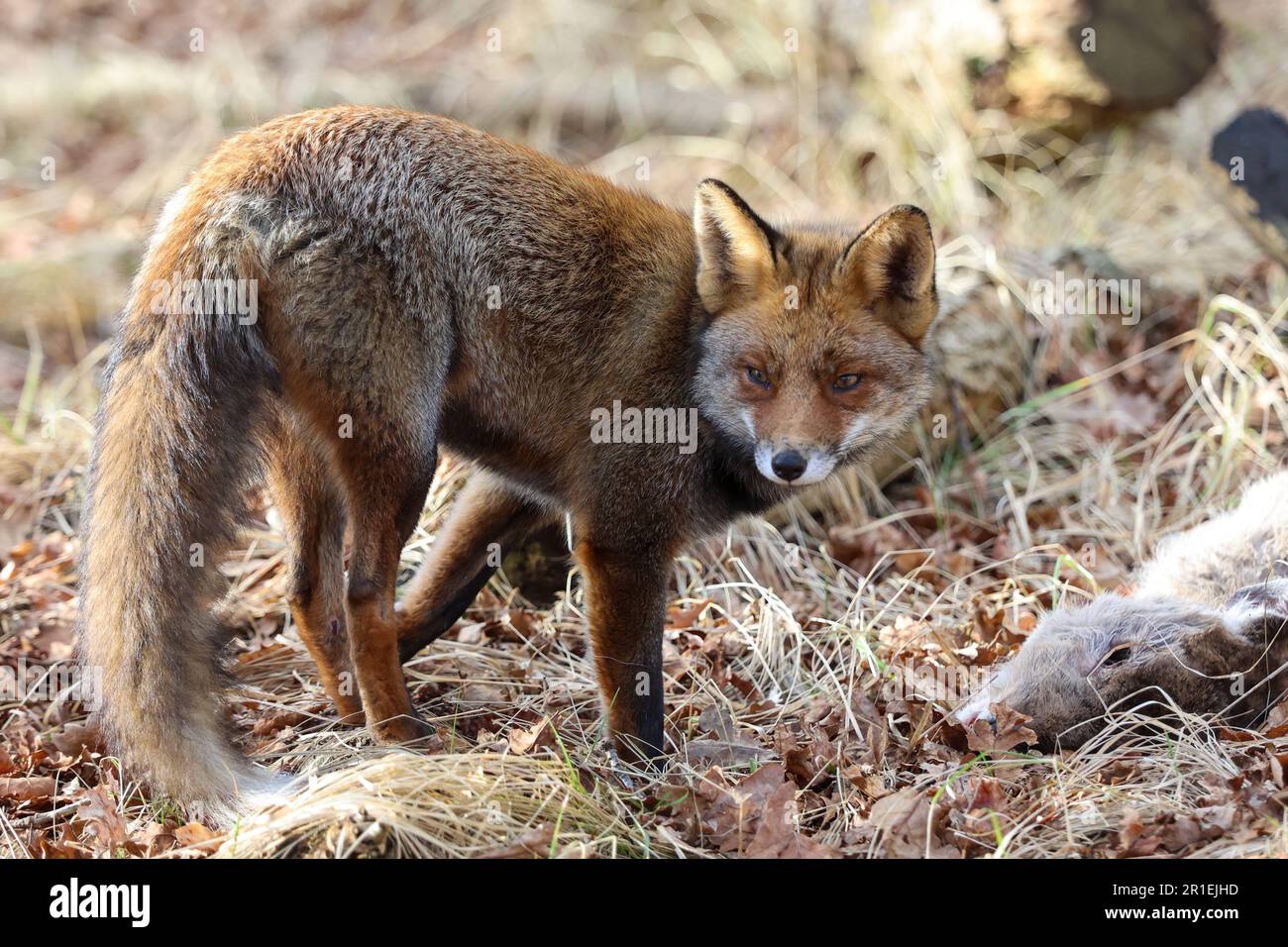 A close-up of a Japanese Red fox in the forest Stock Photo - Alamy