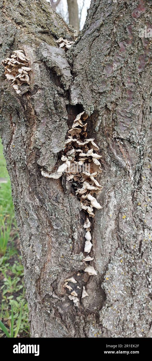 A small tree fungus that thrives on dry tree trunks Stock Photo - Alamy