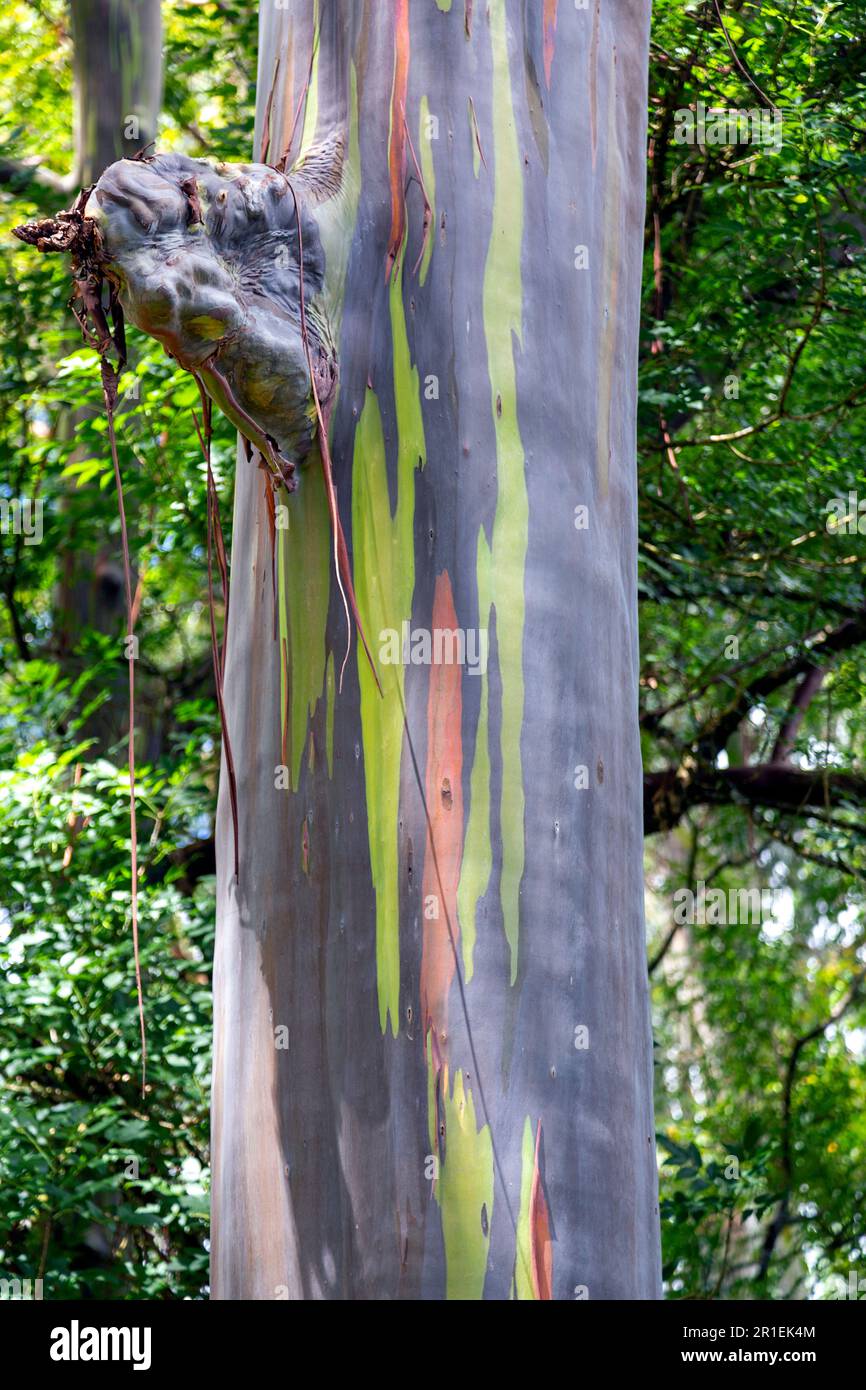 Deglupta hi-res stock photography and images - Alamy