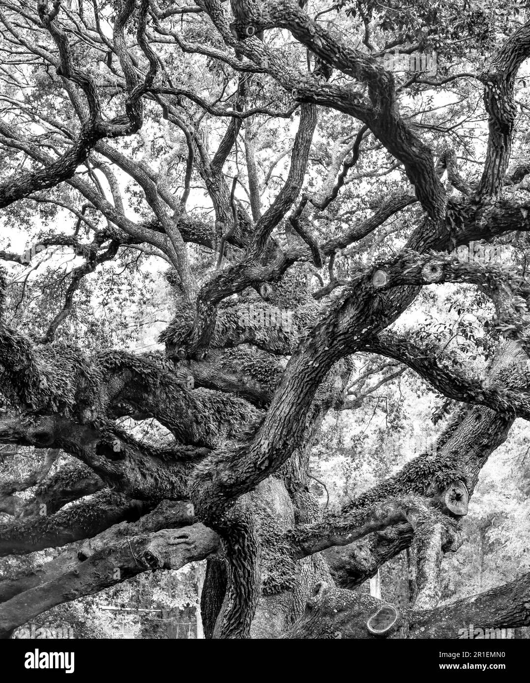 Large and old historic Oak tree branches and tree trunk Stock Photo - Alamy