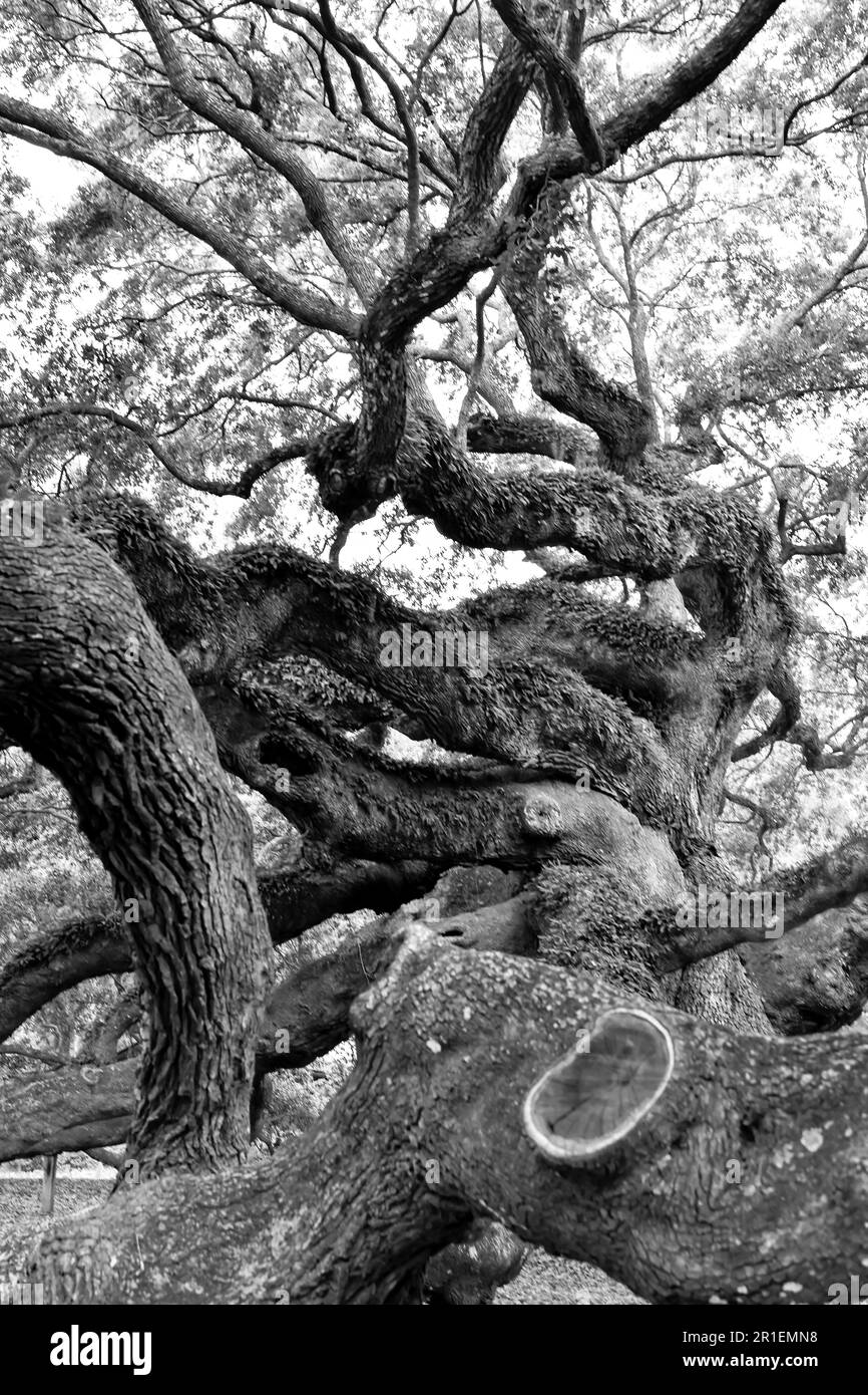 Large and old historic Oak tree branches and tree trunk Stock Photo - Alamy
