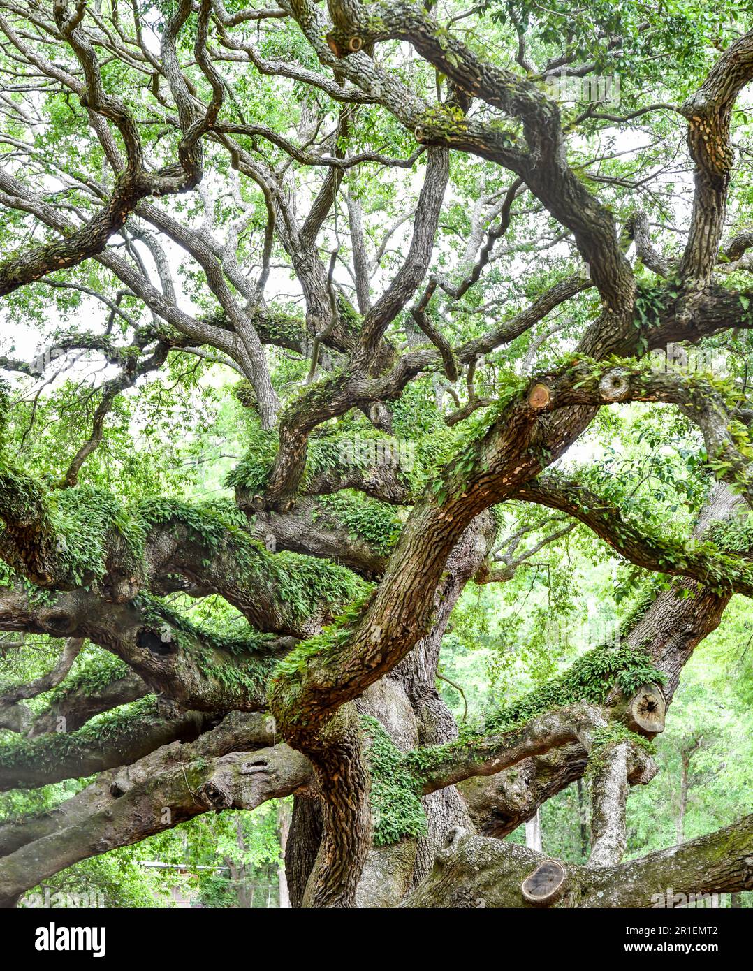 Large and old historic Oak tree branches and tree trunk Stock Photo - Alamy