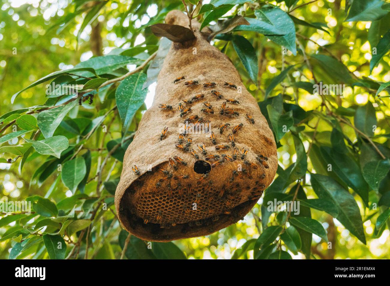 A wasps nest hi-res stock photography and images - Alamy