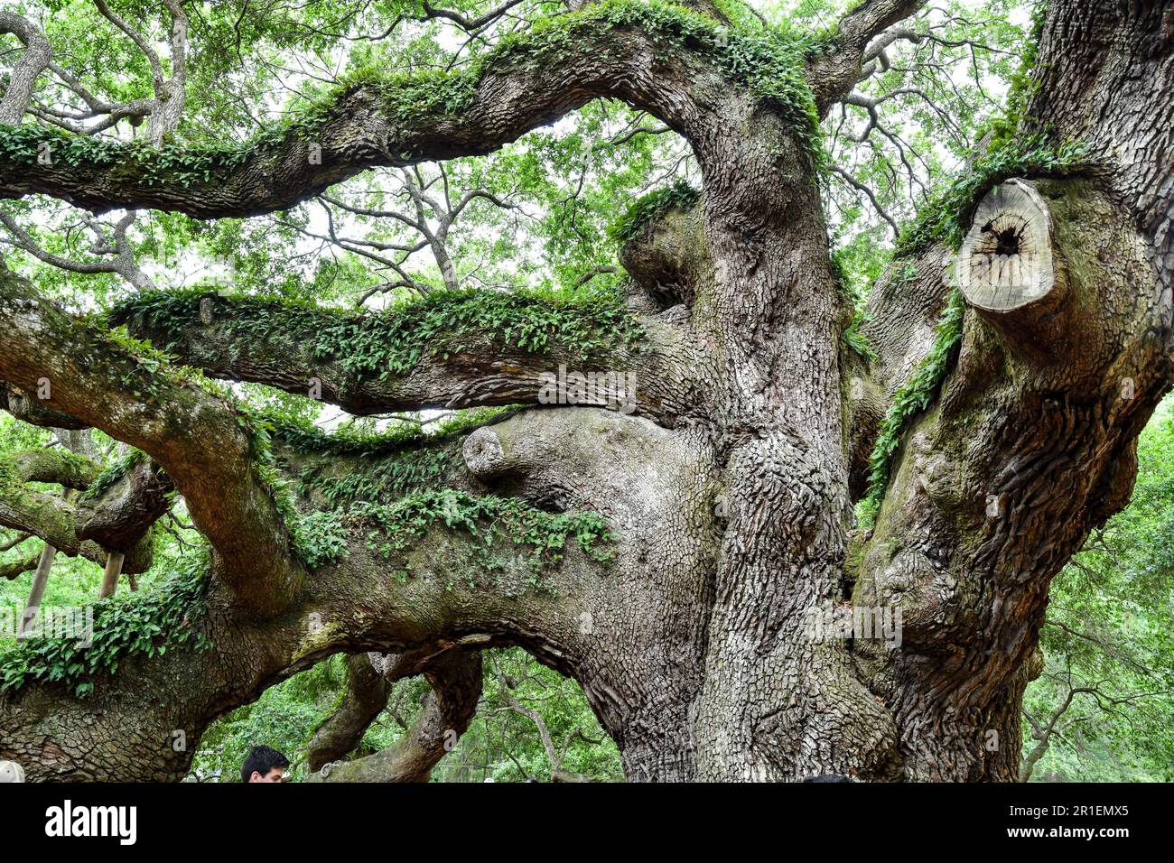 Large and old historic Oak tree branches and tree trunk Stock Photo - Alamy