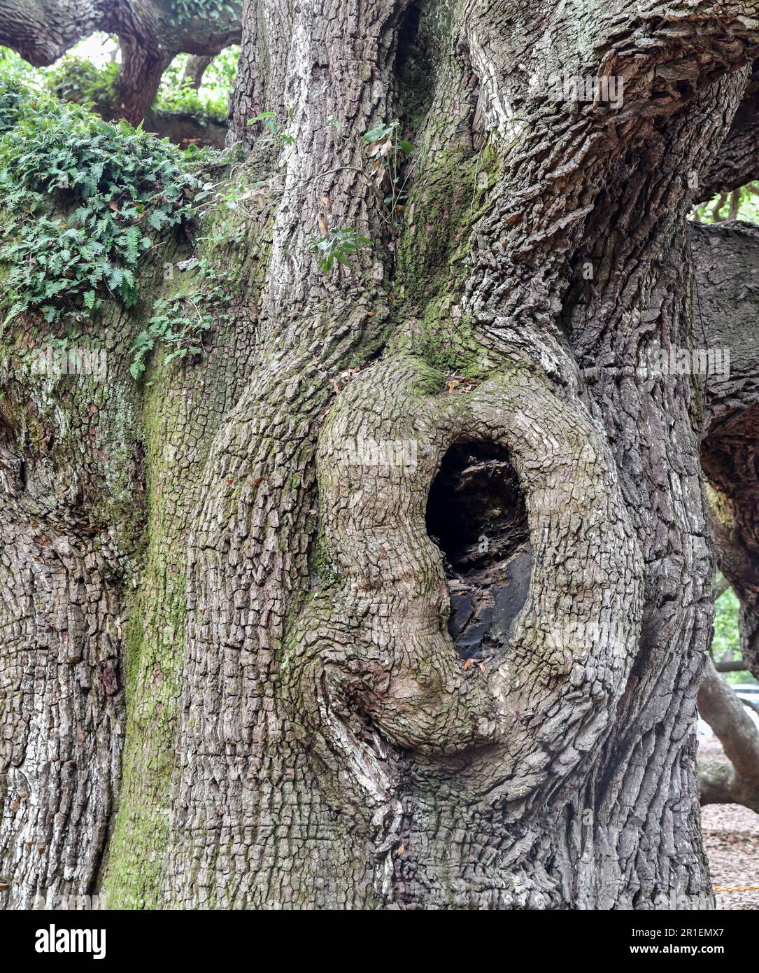 Large and old historic Oak tree branches and tree trunk Stock Photo - Alamy