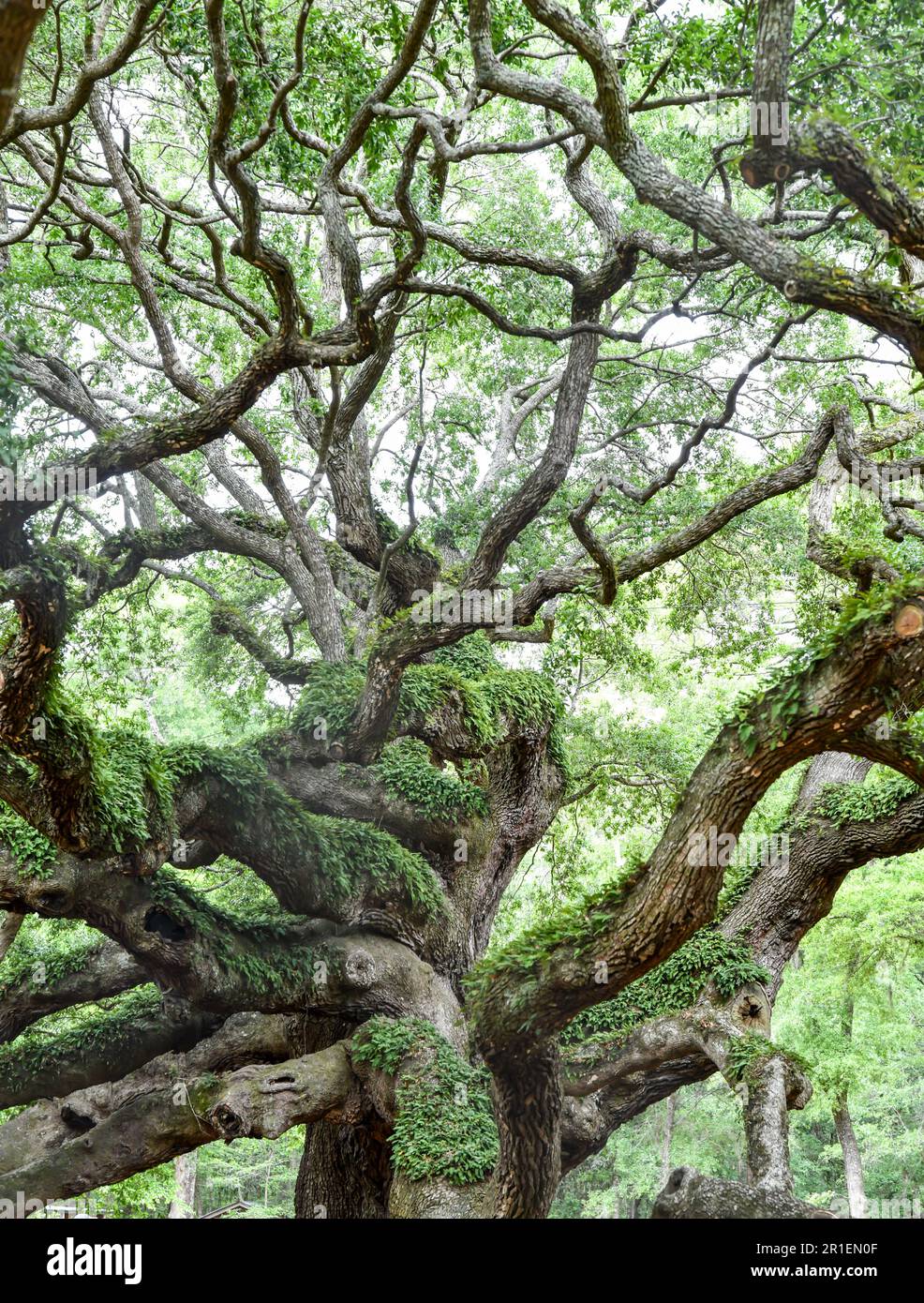 Large and old historic Oak tree branches and tree trunk Stock Photo - Alamy