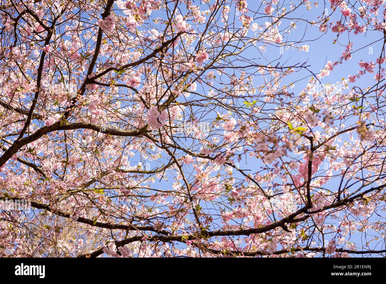 People visiting the cherry tree spring blossom at Bispegjerg cemetery ...