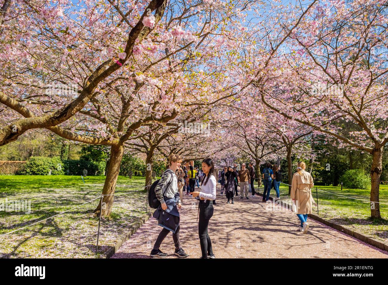People visiting the cherry tree spring blossom at Bispegjerg cemetery ...