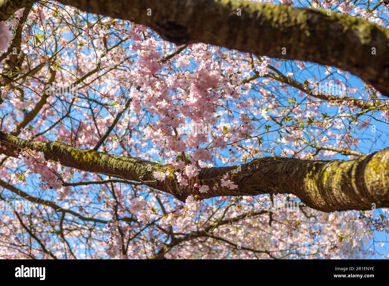 Cherry tree spring blossom at Bispegjerg cemetery in Copenhagen ...